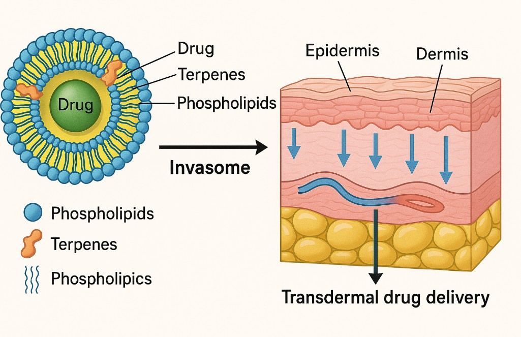 Invasomes Synthesis Service - BOC Sciences