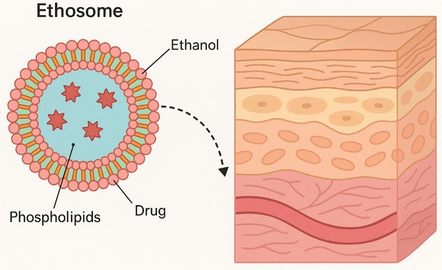Ethosomes Synthesis Servic - BOC Sciences