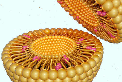 Liposome-based Solutions - BOC Sciences